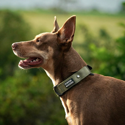 Collars – Pointer & Hound