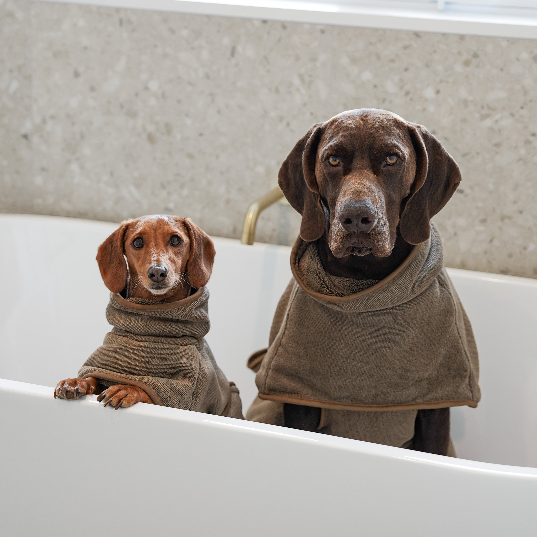 New Arrivals – Pointer & Hound