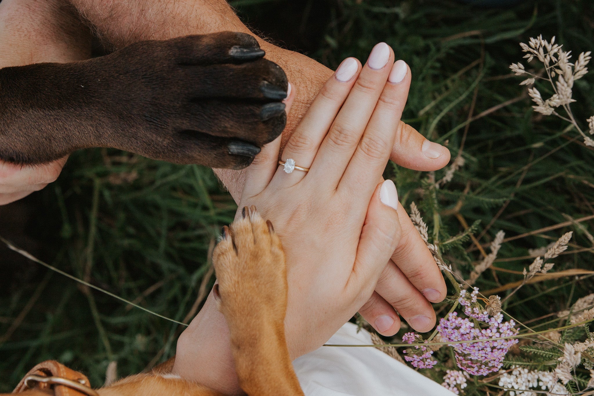 About Us – Pointer & Hound