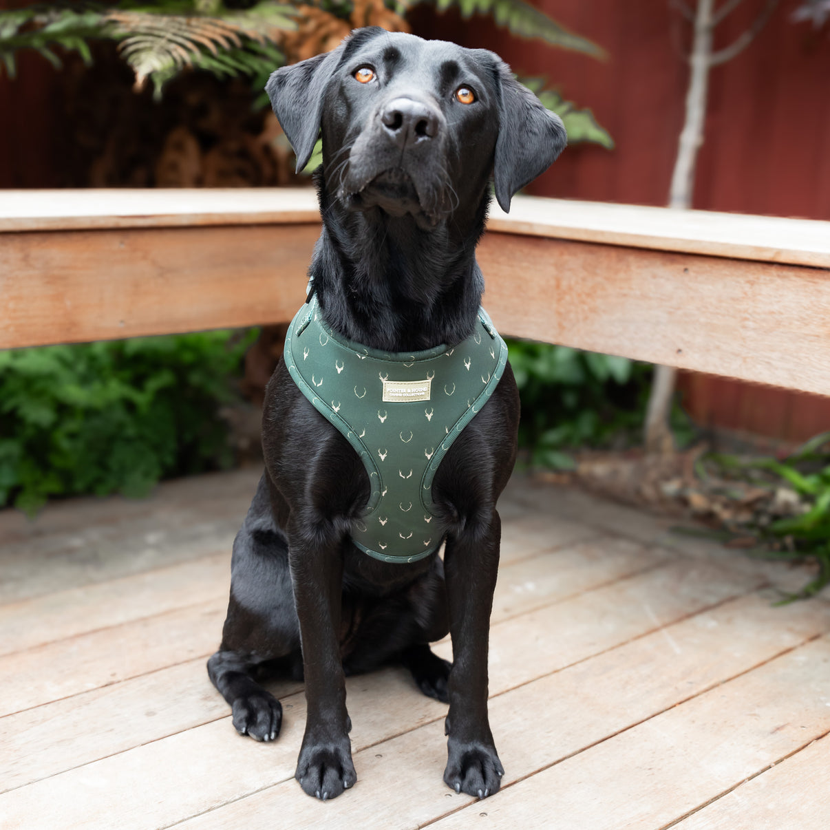 Classic Harness - Stag – Pointer & Hound