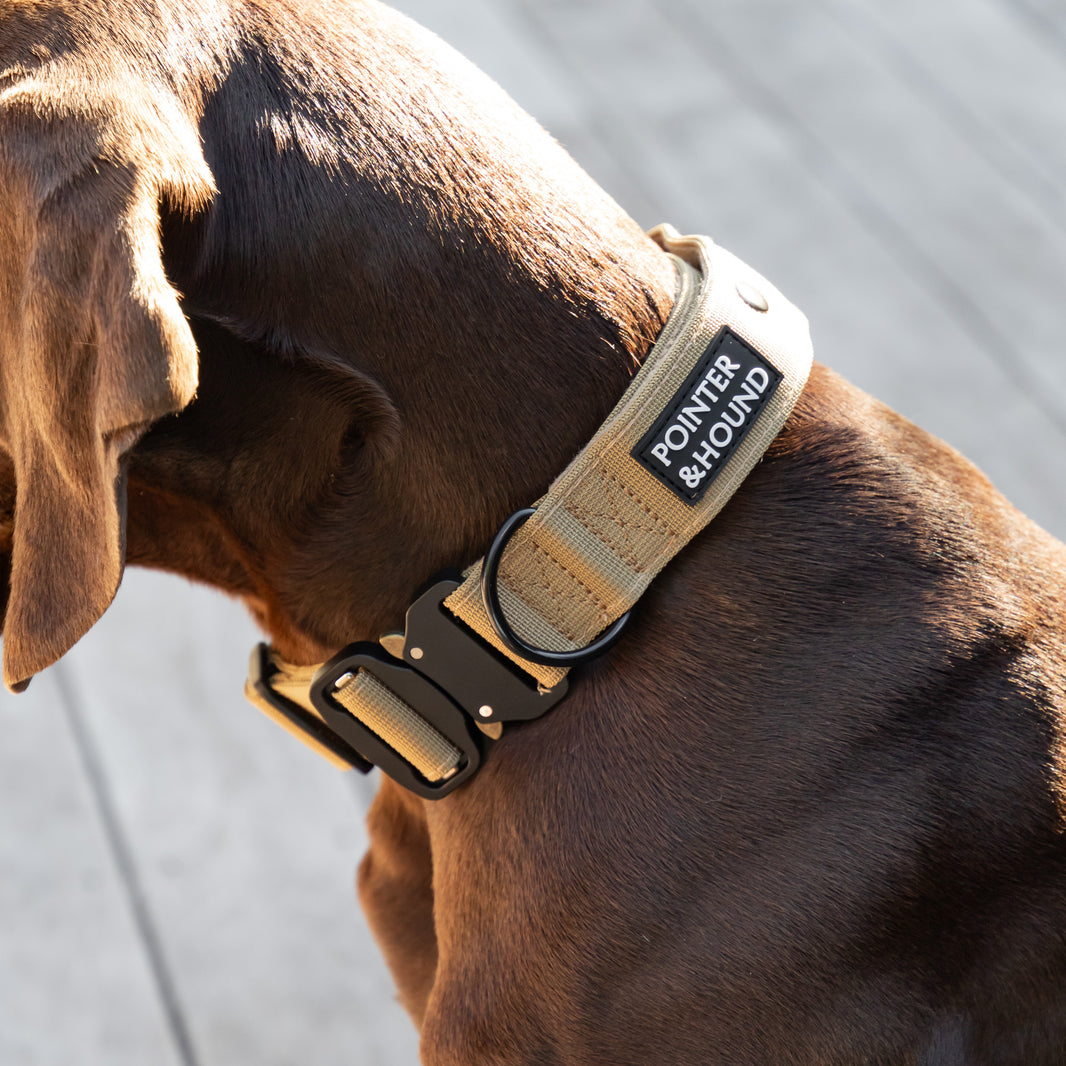 New Arrivals – Pointer & Hound