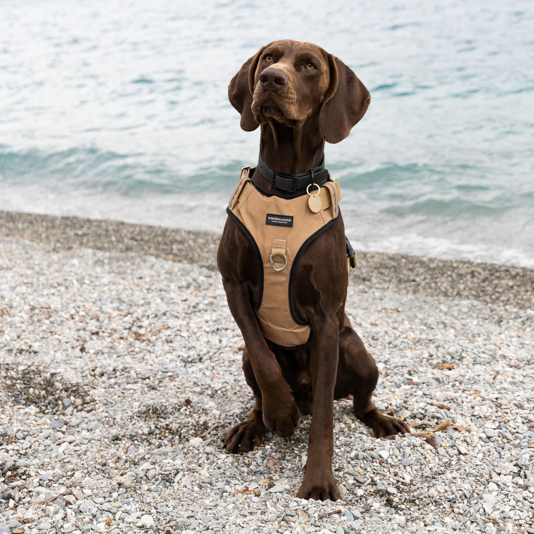 New Arrivals – Pointer & Hound