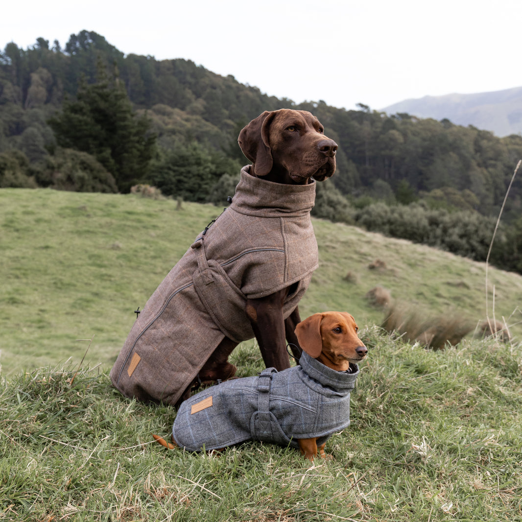 New Arrivals – Pointer & Hound