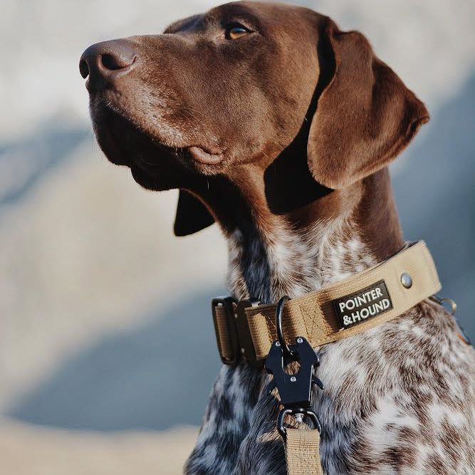 Tactical Collar - Tan – Pointer & Hound