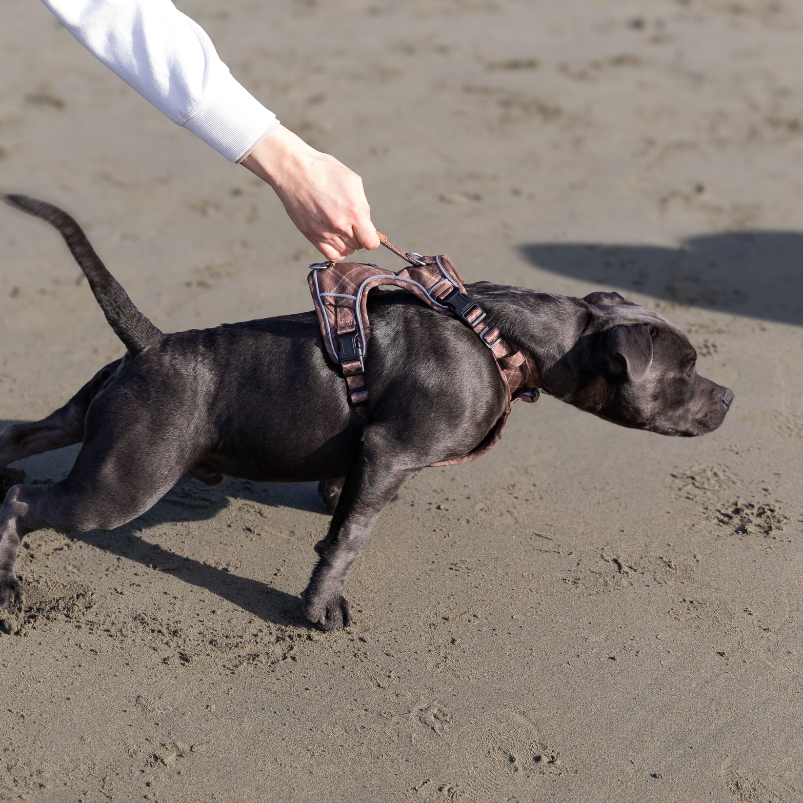 Signature Harness - Brown Tartan – Pointer & Hound