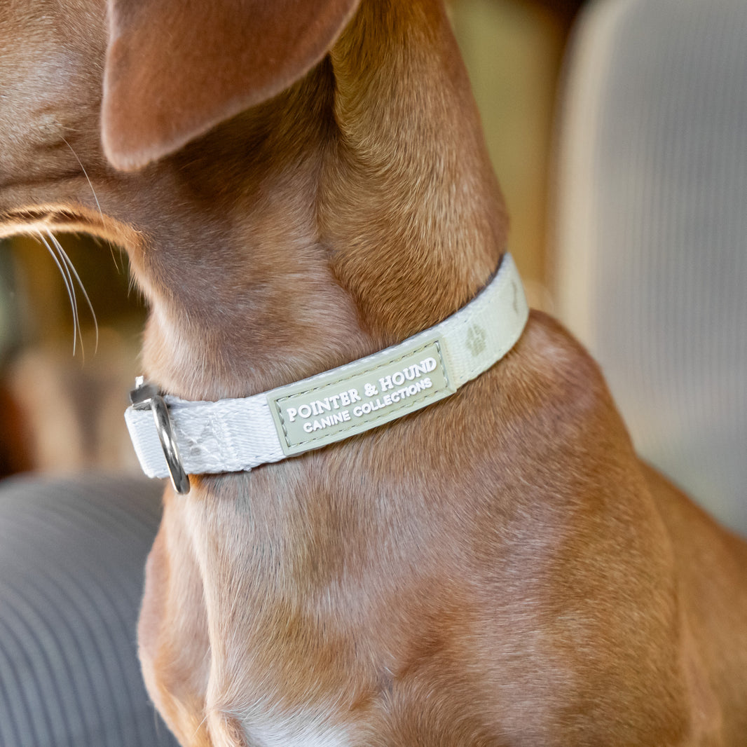 Collars – Pointer & Hound