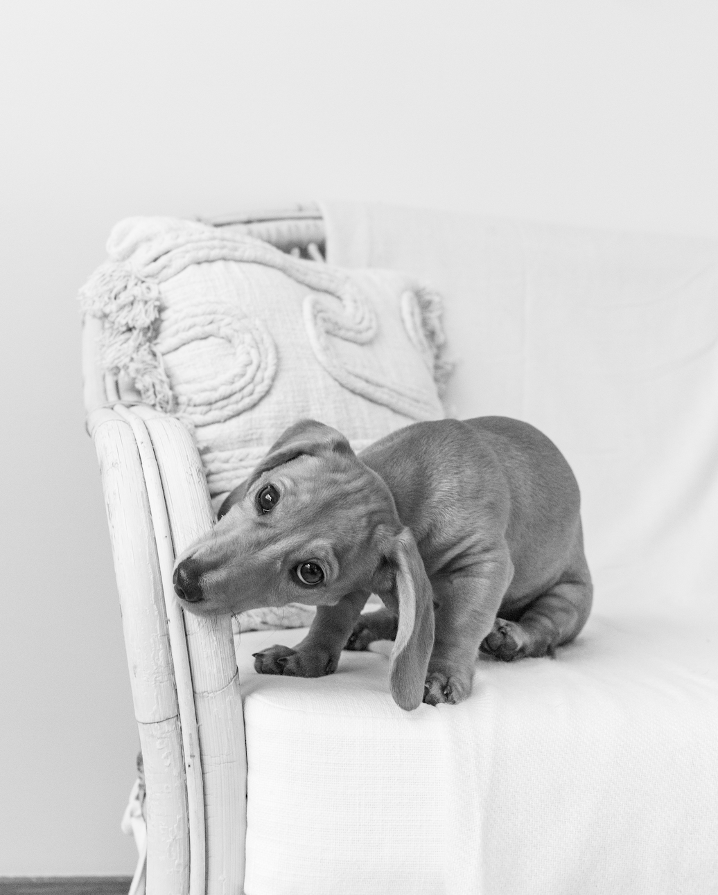 About Us – Pointer & Hound