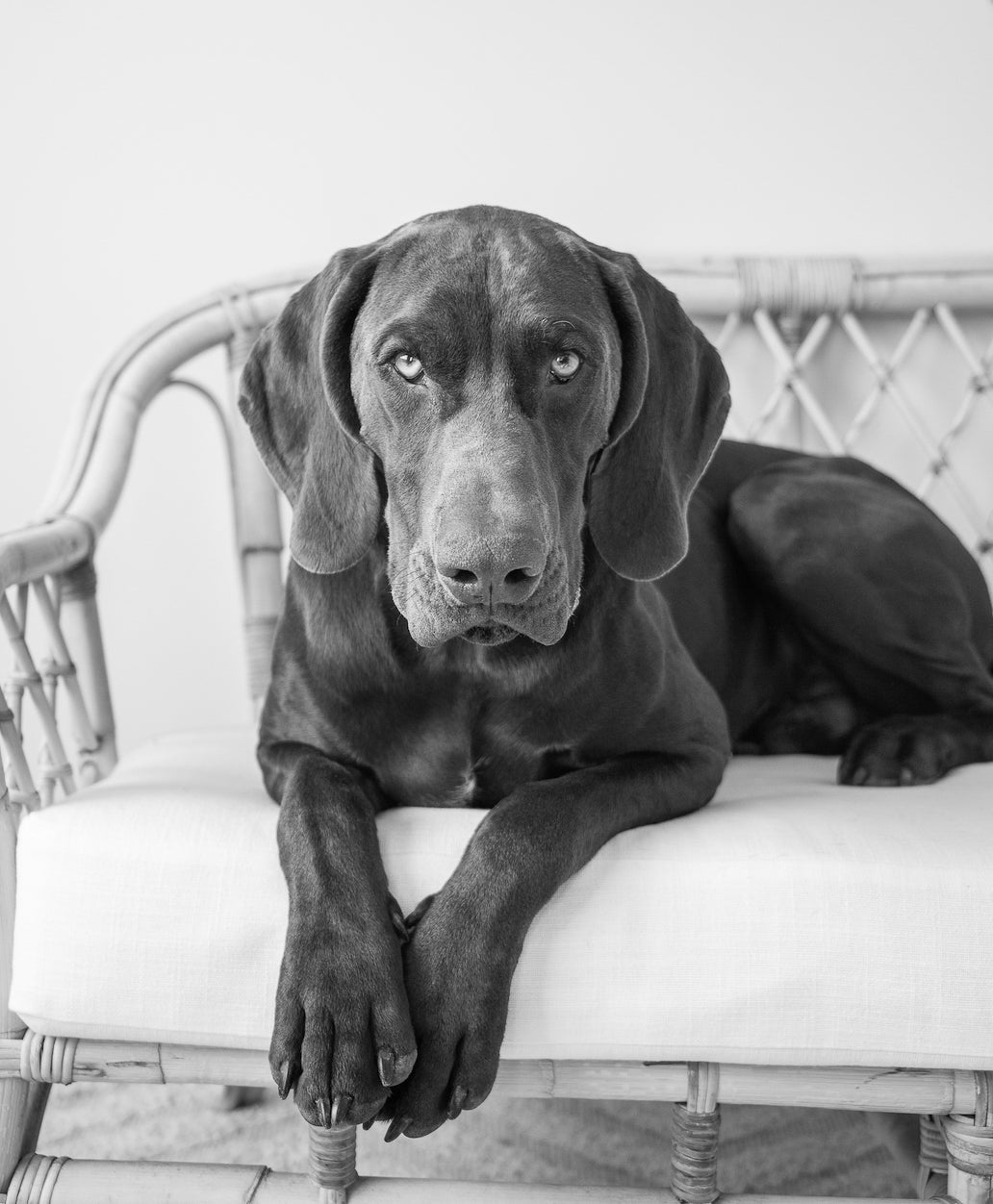 About Us – Pointer & Hound